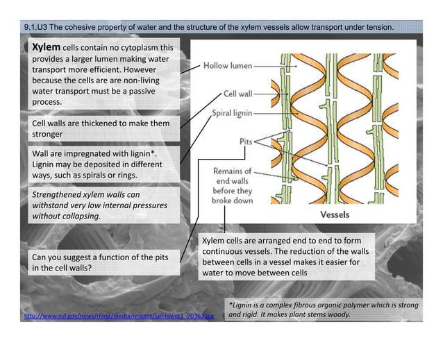 Xylem Transport in Plants - IBDP Biology | PDF