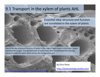 Xylem Transport in Plants - IBDP Biology | PPT