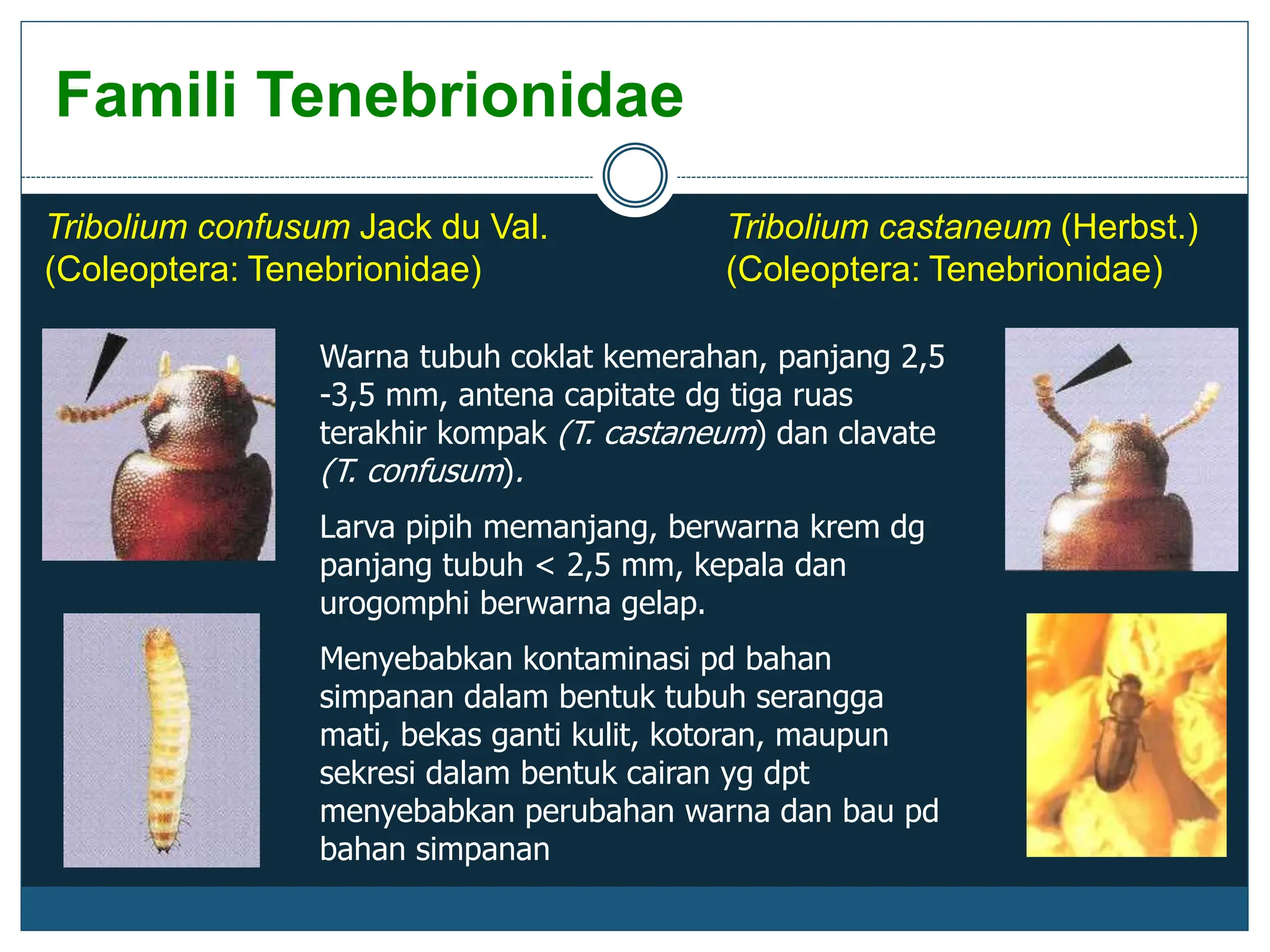 HAMA PADA BENIH, klasifikasi, jenis hama, dll | PPT