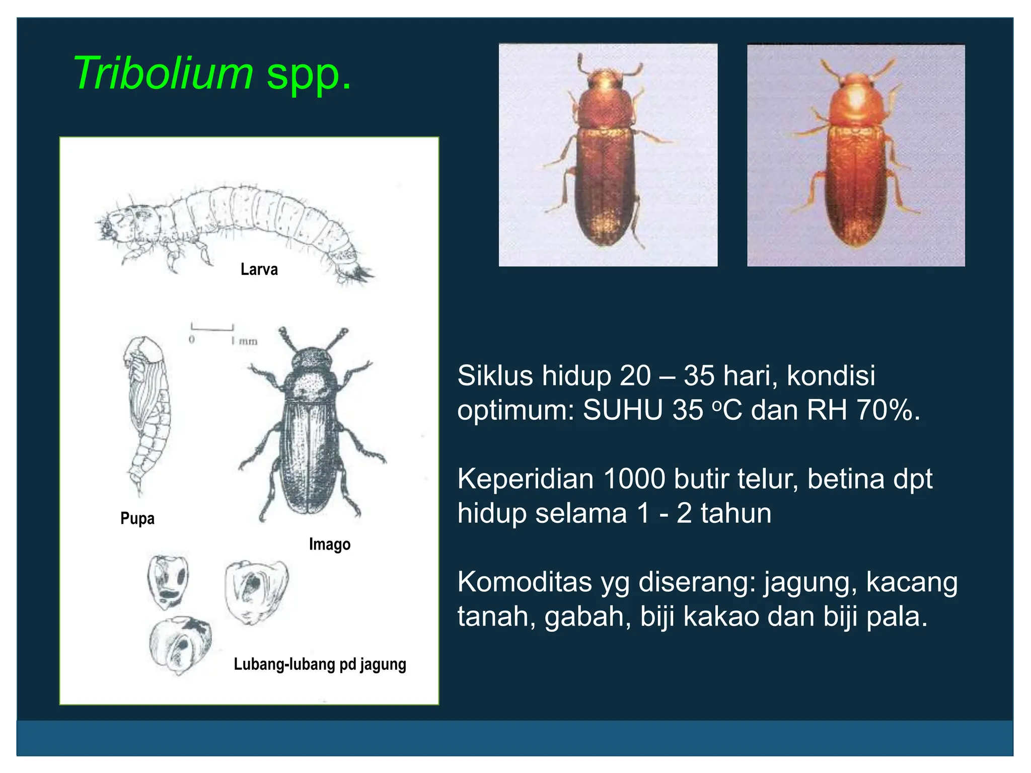 HAMA PADA BENIH, klasifikasi, jenis hama, dll | PPT