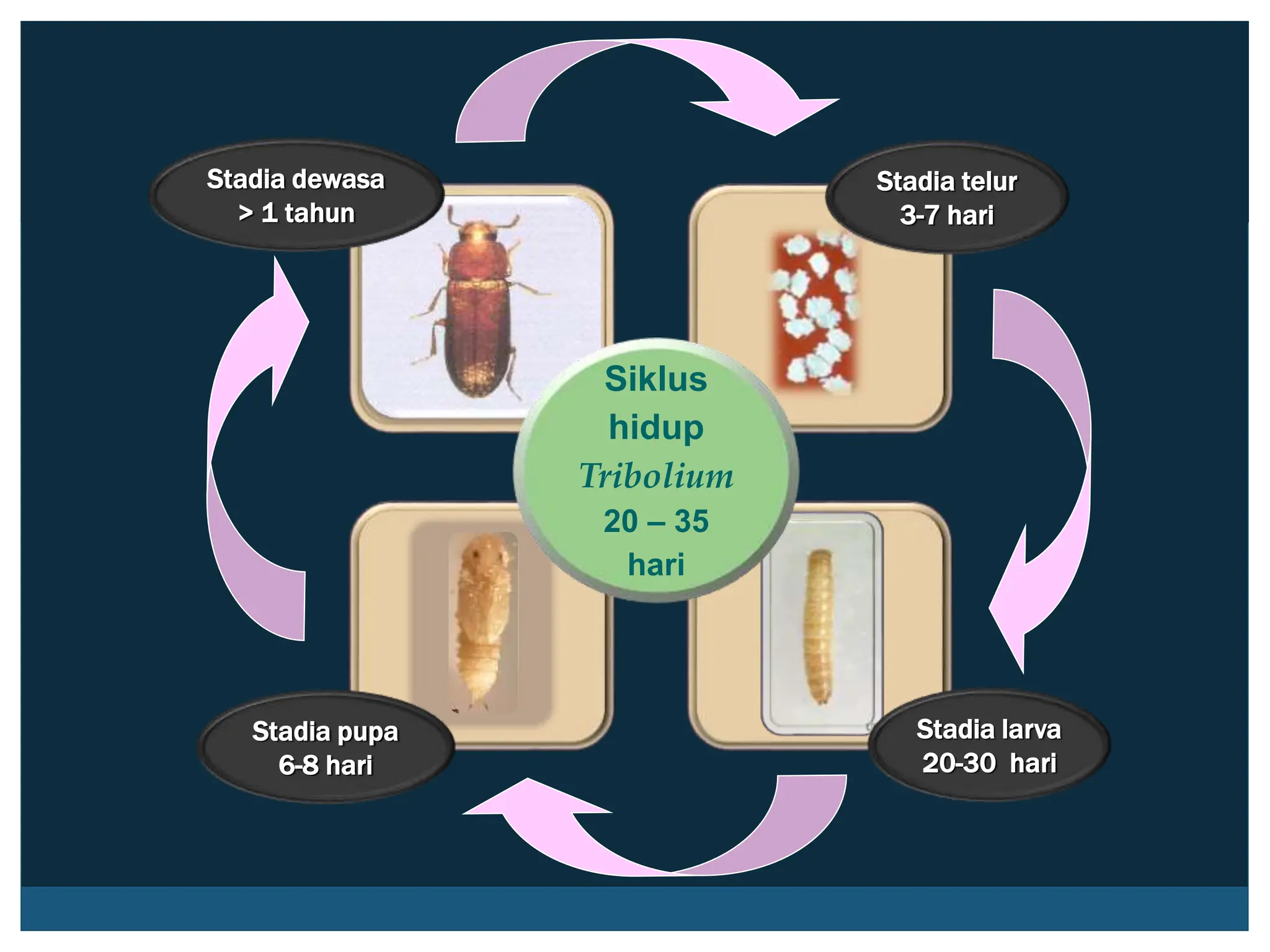 HAMA PADA BENIH, klasifikasi, jenis hama, dll | PPT