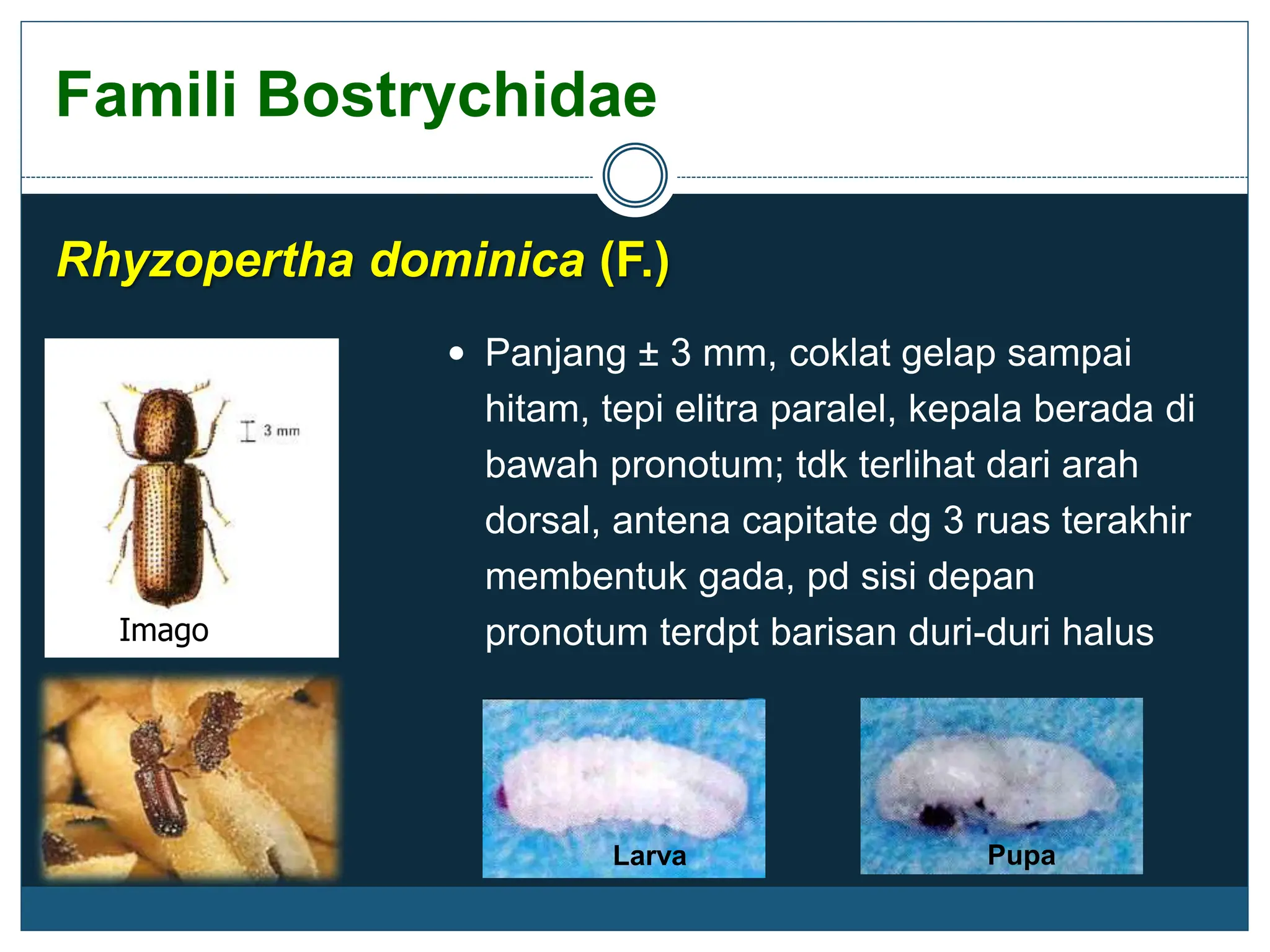 HAMA PADA BENIH, klasifikasi, jenis hama, dll | PPT