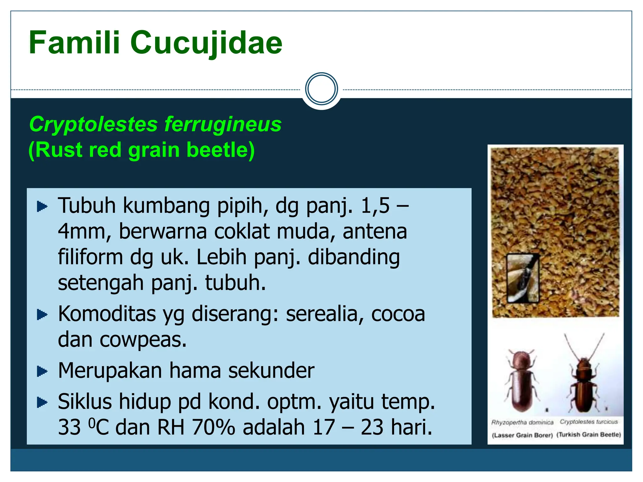 HAMA PADA BENIH, klasifikasi, jenis hama, dll | PPT