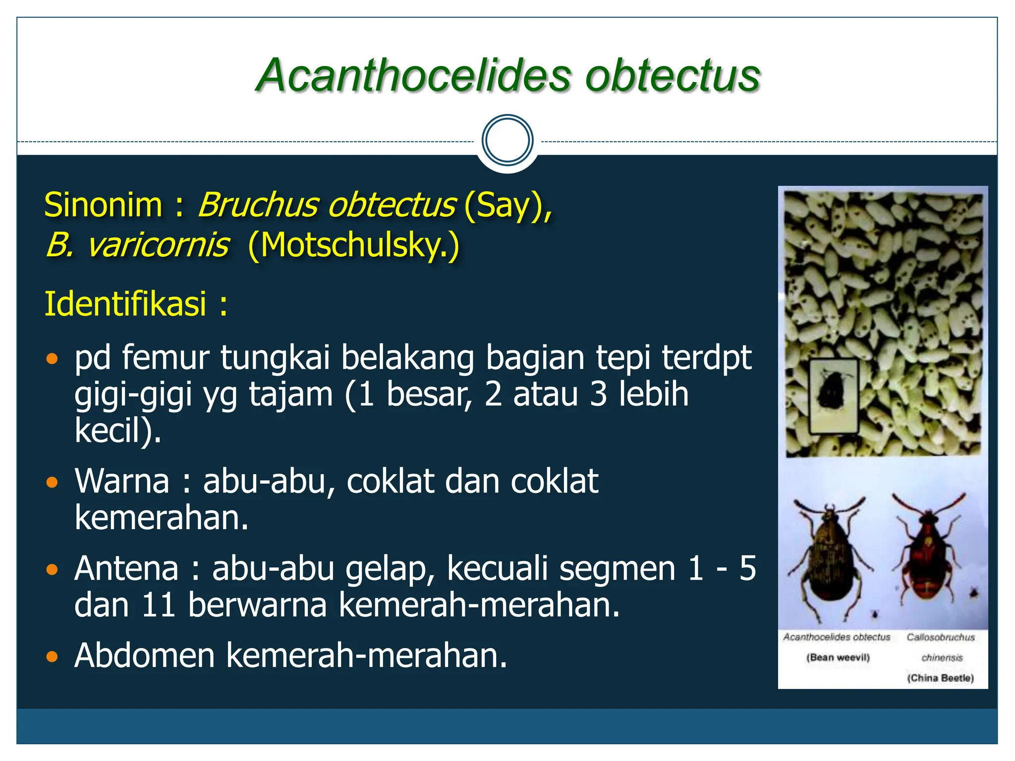 HAMA PADA BENIH, klasifikasi, jenis hama, dll | PPT