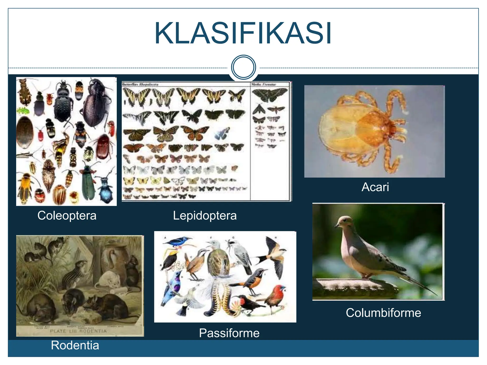 HAMA PADA BENIH, klasifikasi, jenis hama, dll | PPT