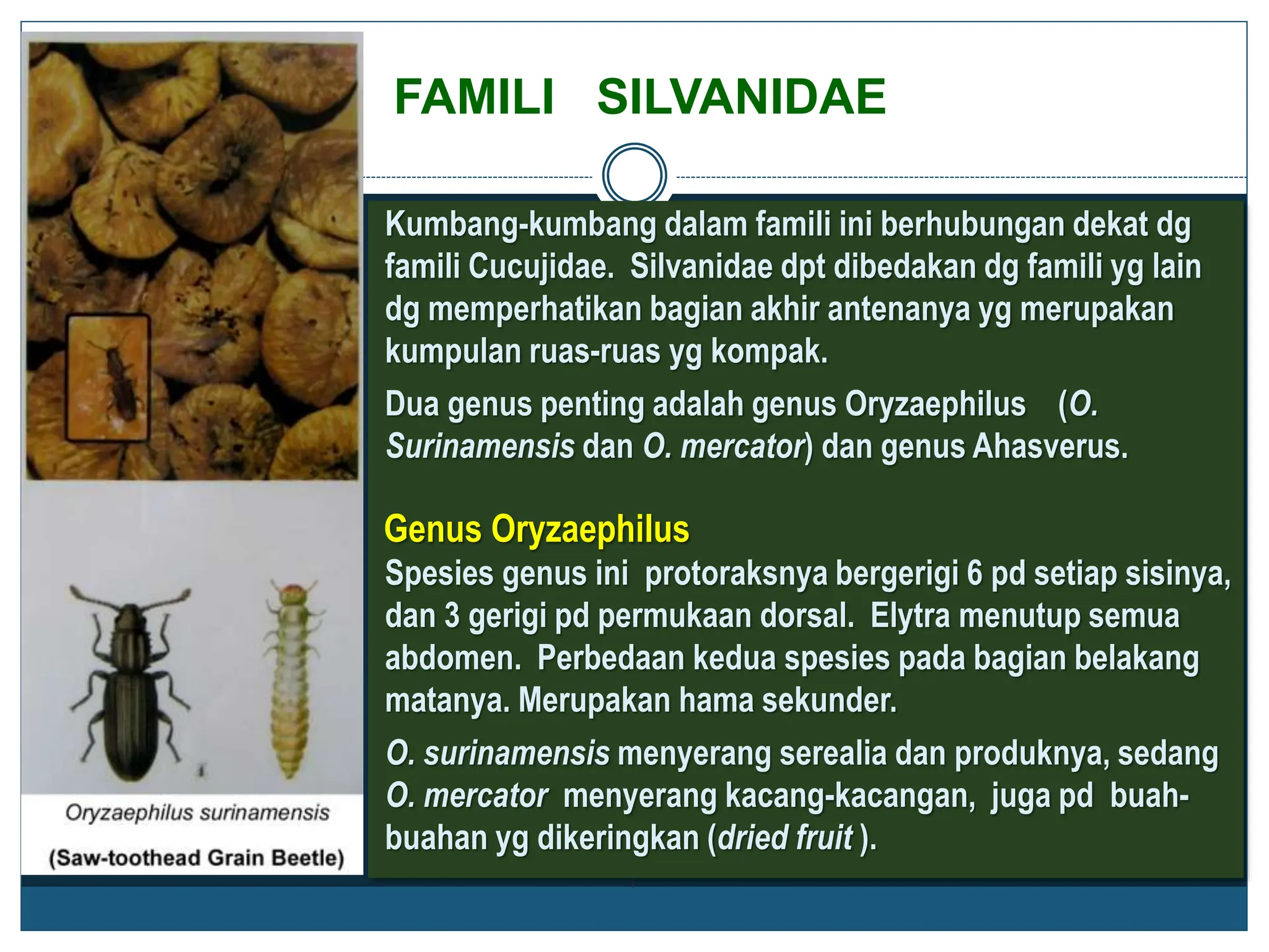 HAMA PADA BENIH, klasifikasi, jenis hama, dll | PPT