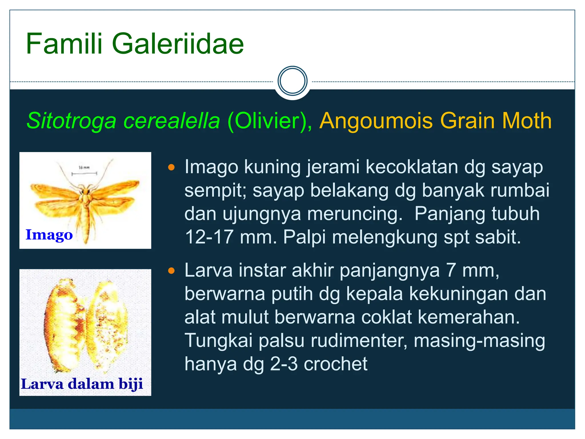 HAMA PADA BENIH, klasifikasi, jenis hama, dll | PPT