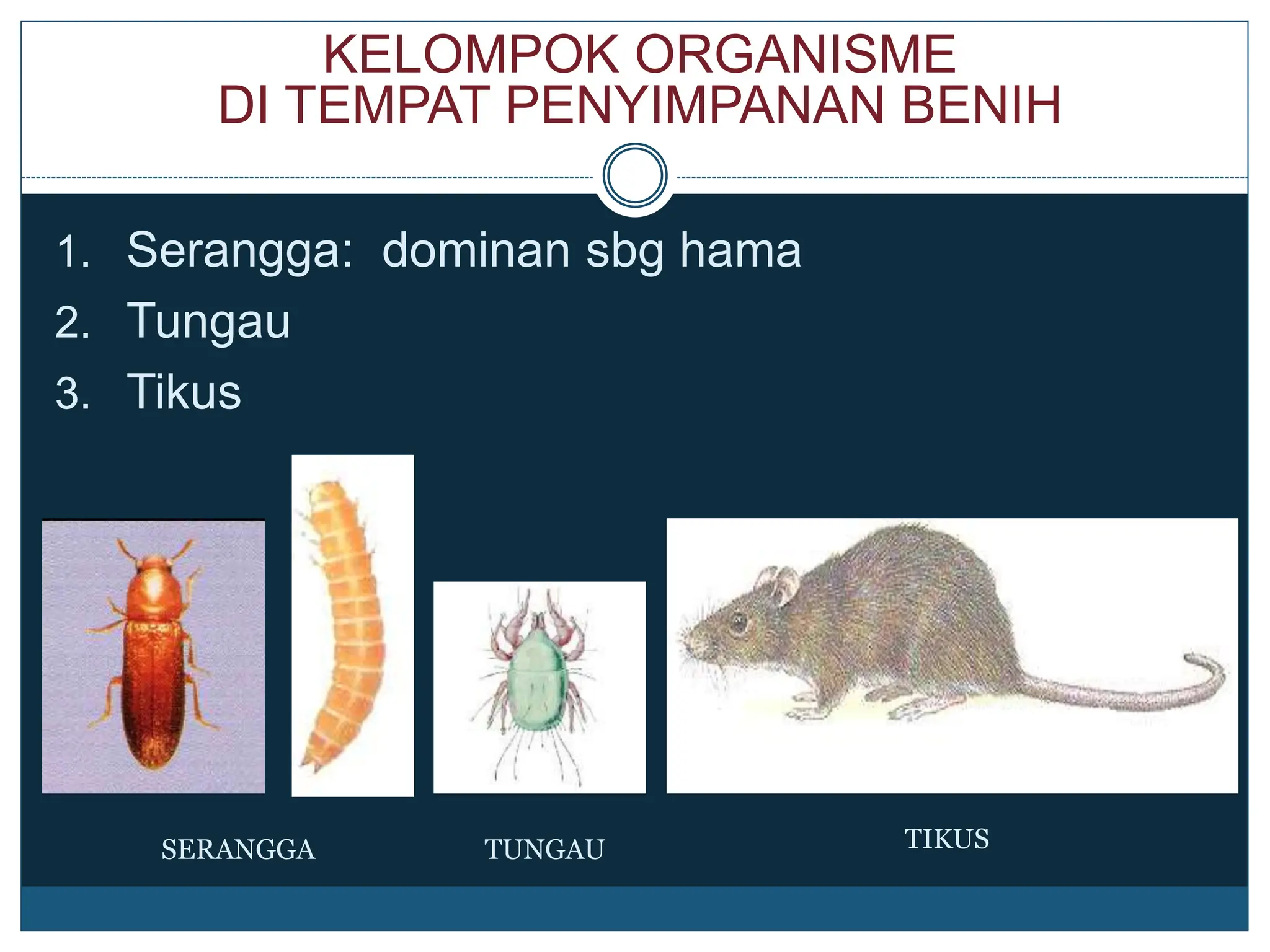 HAMA PADA BENIH, klasifikasi, jenis hama, dll | PPT