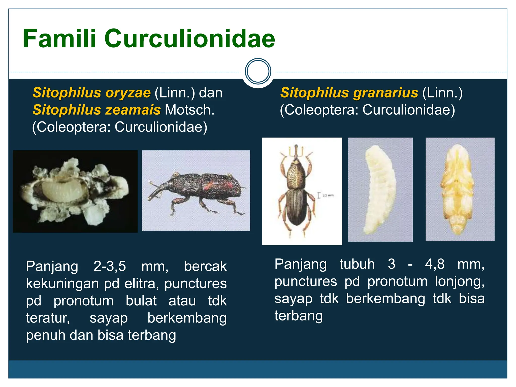 HAMA PADA BENIH, klasifikasi, jenis hama, dll | PPT