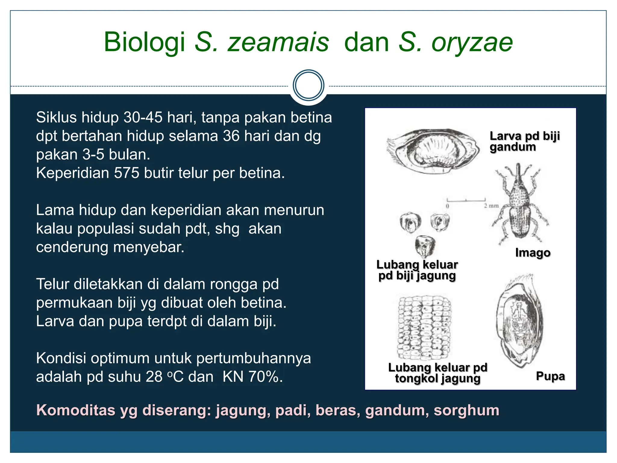 HAMA PADA BENIH, klasifikasi, jenis hama, dll | PPT