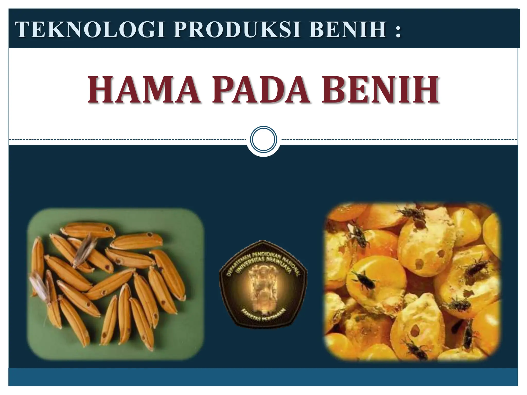HAMA PADA BENIH, klasifikasi, jenis hama, dll | PPT