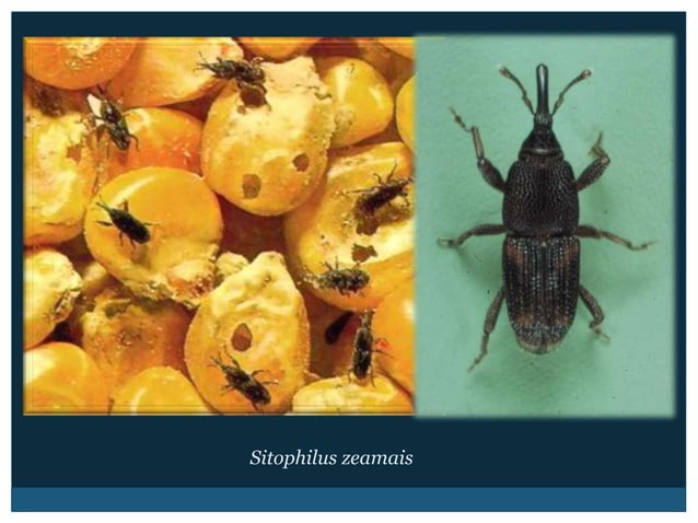 HAMA PADA BENIH, klasifikasi, jenis hama, dll | PPT