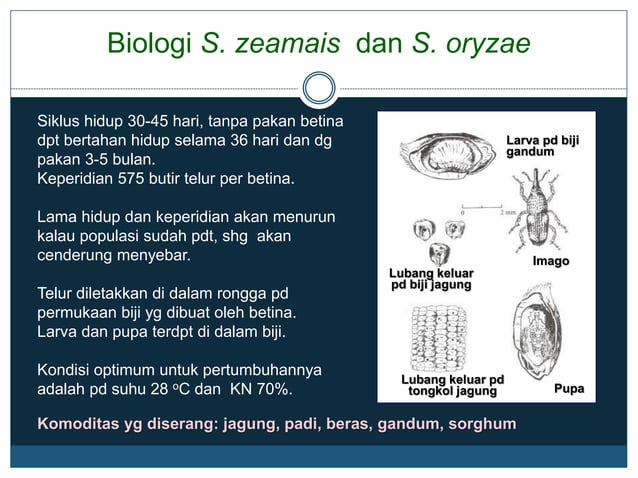 HAMA PADA BENIH, klasifikasi, jenis hama, dll | PPT