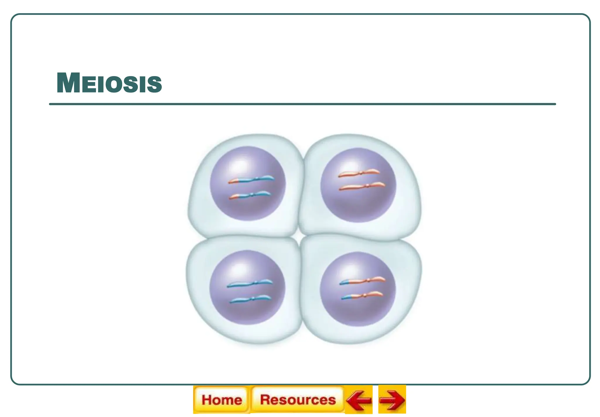 9. Meiosis.pptxzxxjhvajsxvjasvxjvashjvcc | PPTX