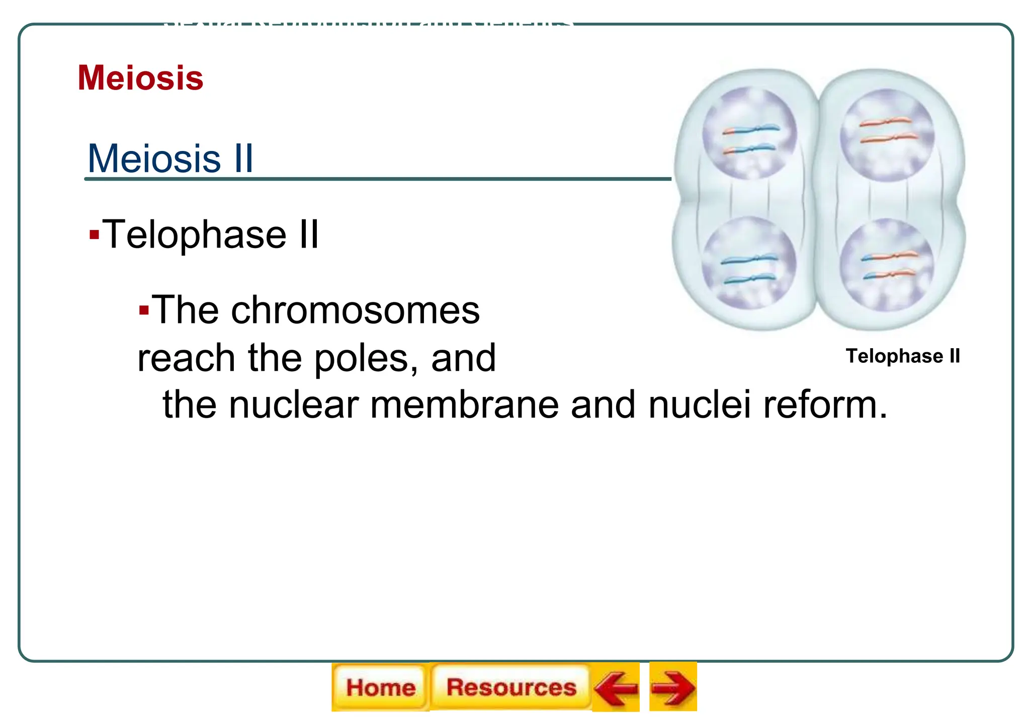 9. Meiosis.pptxzxxjhvajsxvjasvxjvashjvcc | PPTX