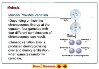 9. Meiosis.pptxzxxjhvajsxvjasvxjvashjvcc | PPTX