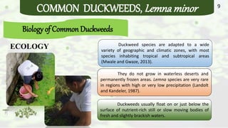 Growth Performance of Common Duckweeds in Aquashade Tech using ...