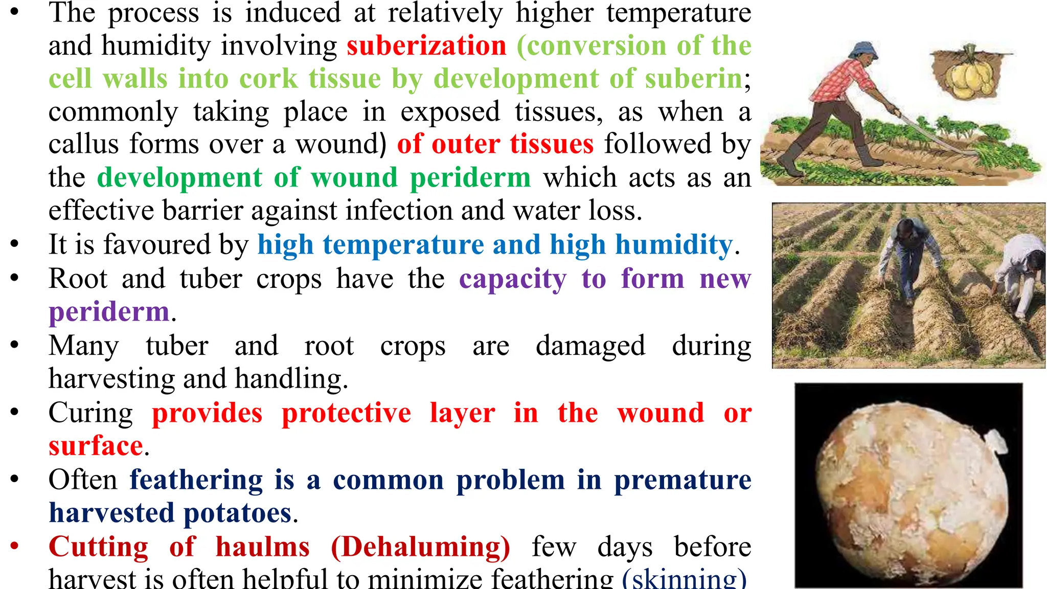 9. Curing and degreening of fruits and vegetables.pptx