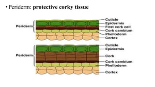 9. Curing and degreening of fruits and vegetables.pptx