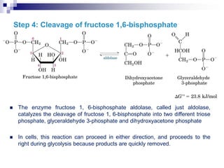 9. Glycolysis.pdf for clinical office general | PDF