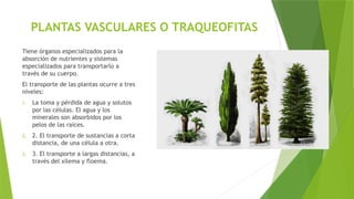 Plantas Traqueofitas