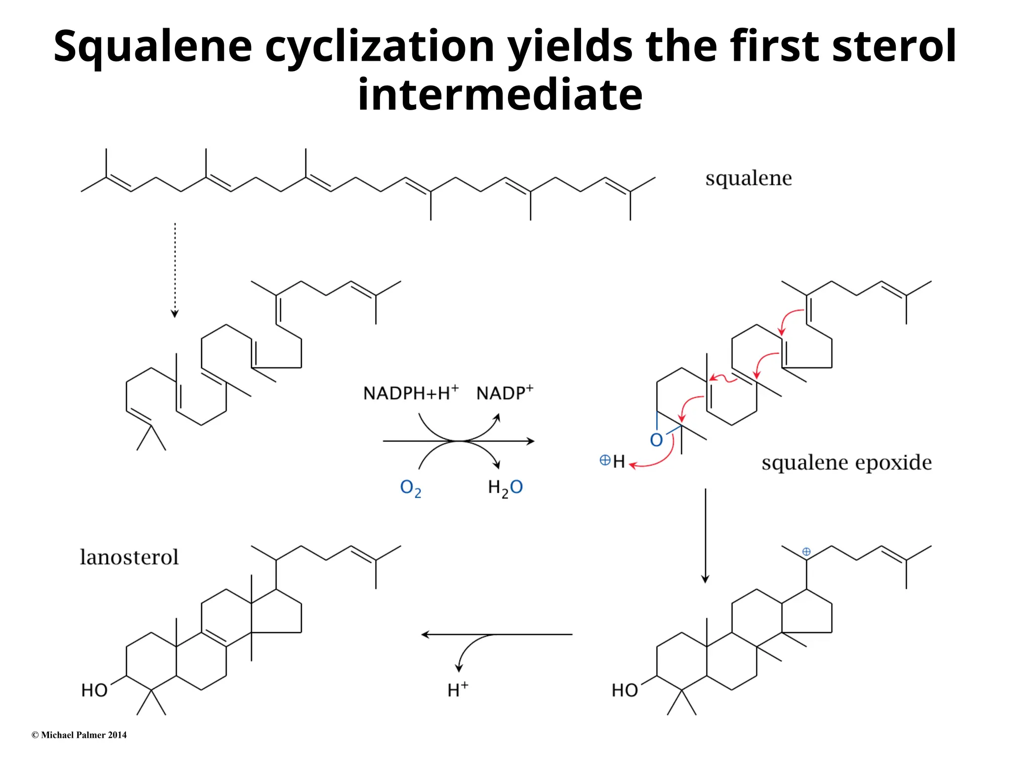 9. CHOLESTEROL biochemistry of biomolecules lipids cholesterol.ppt