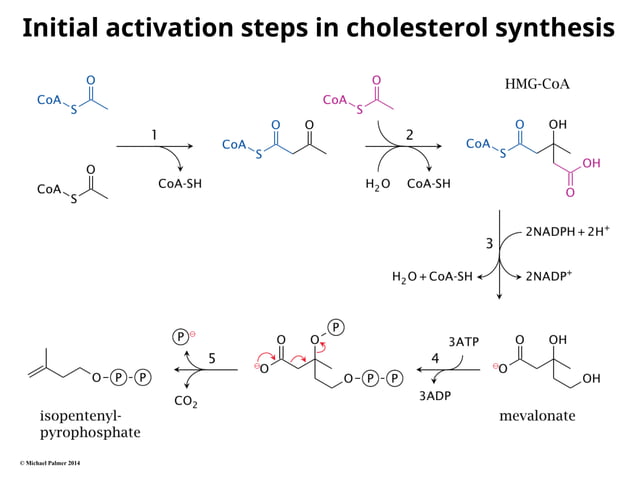9. CHOLESTEROL biochemistry of biomolecules lipids cholesterol.ppt