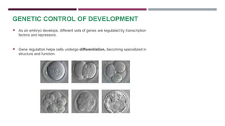 9.3 Transcription factors significant in development.pptx