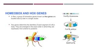 9.3 Transcription factors significant in development.pptx