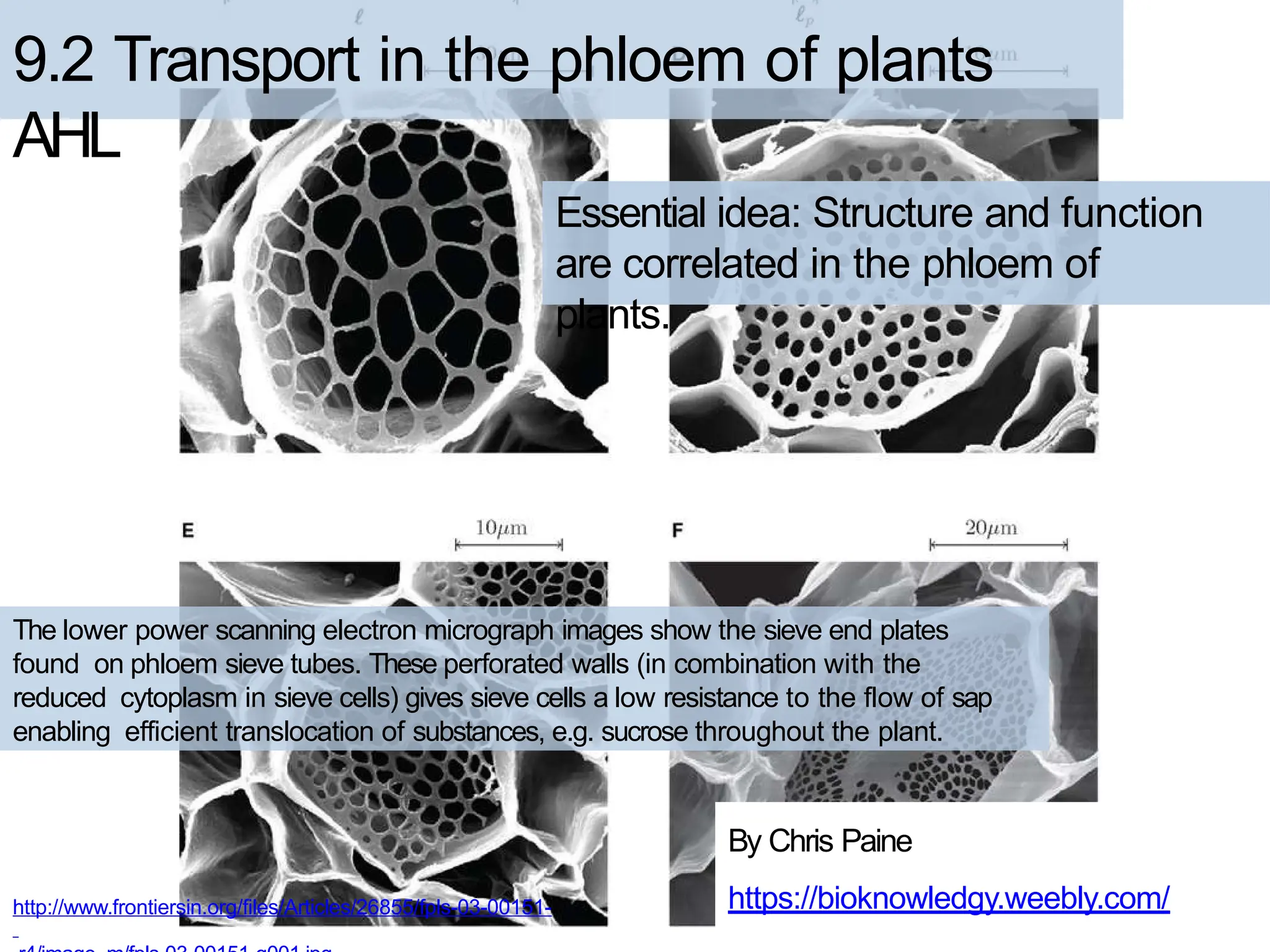 Ib Biology 9.2 transport in plants (phloem and xylem) | PPTX
