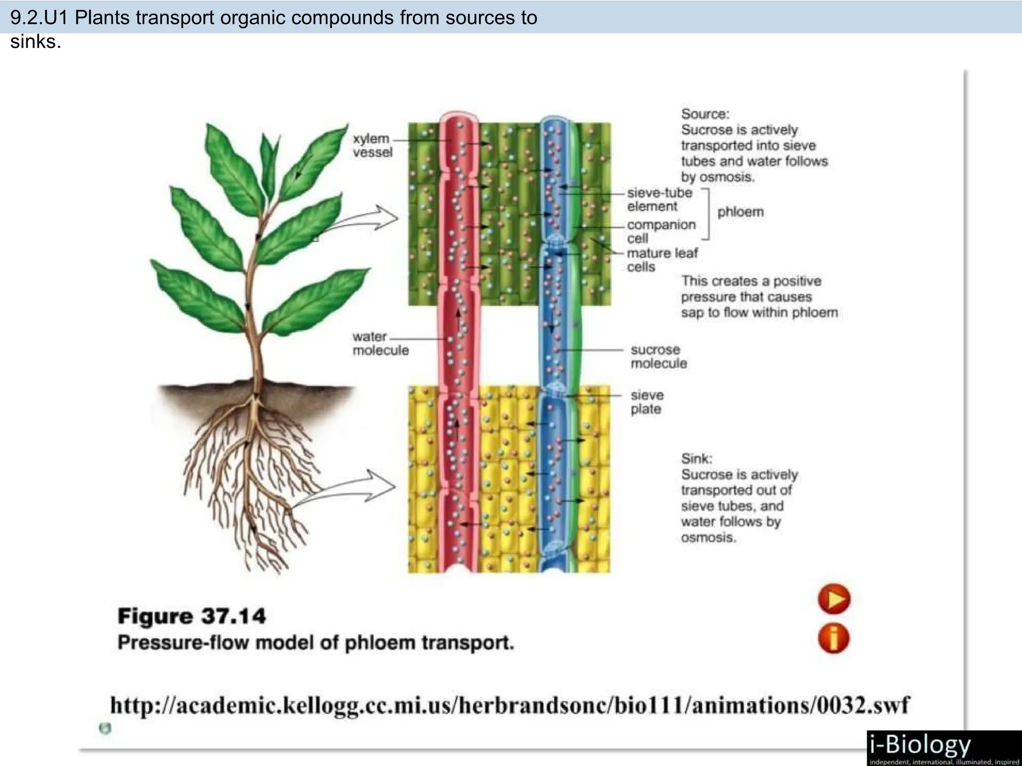 Ib Biology 9.2 transport in plants (phloem and xylem) | PPTX