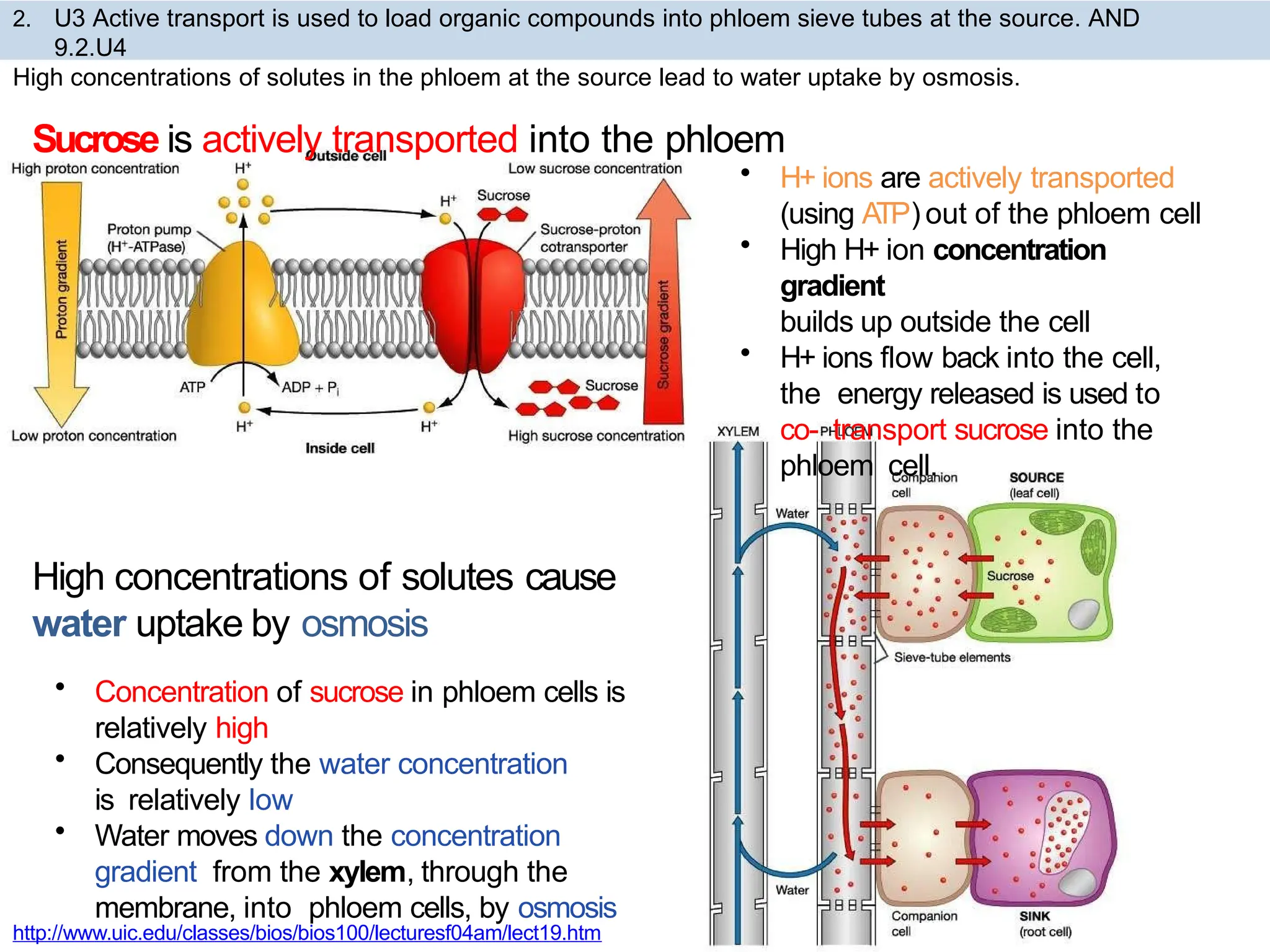 Ib Biology 9.2 transport in plants (phloem and xylem) | PPTX ...