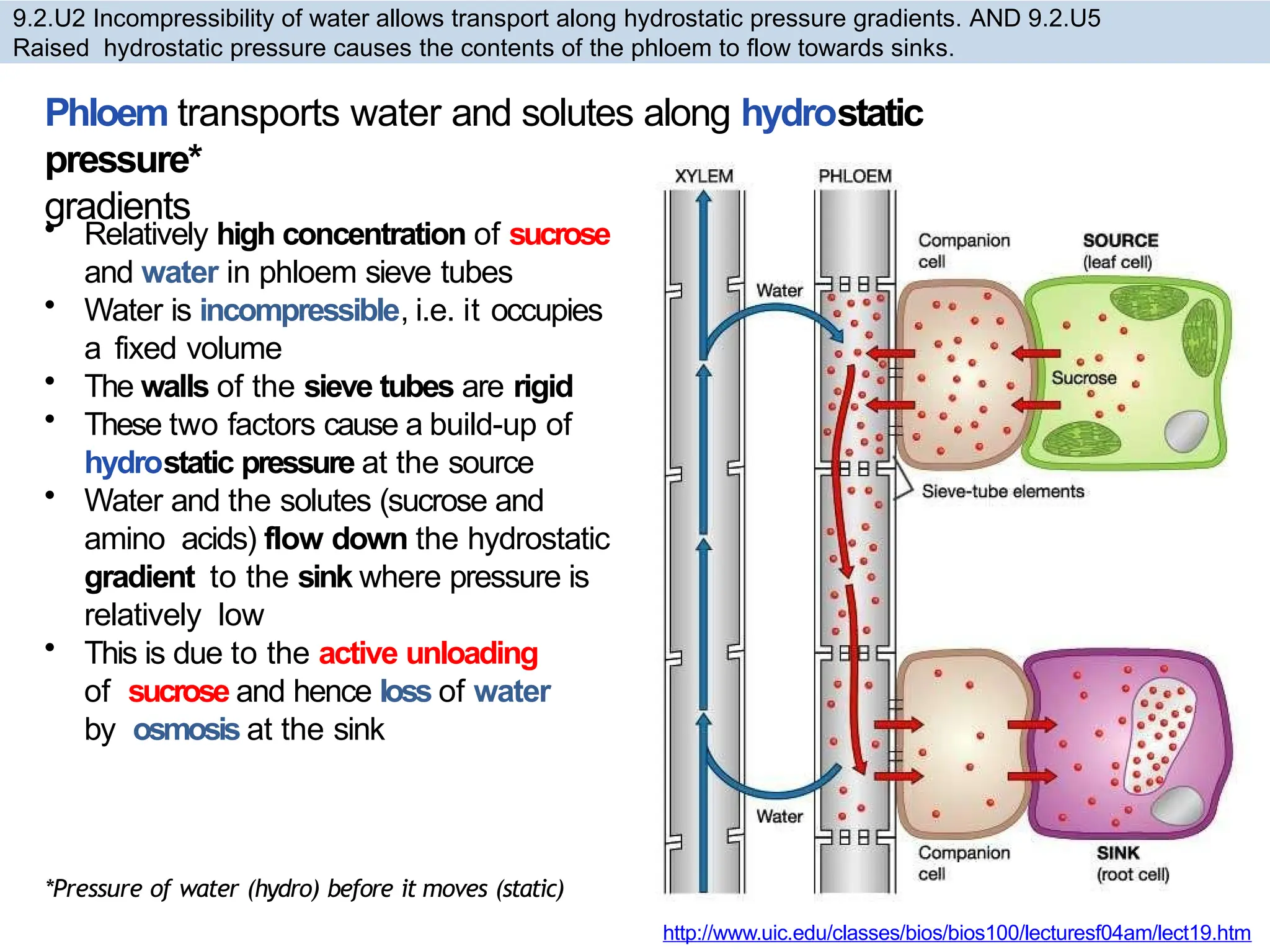 Ib Biology 9.2 transport in plants (phloem and xylem) | PPTX