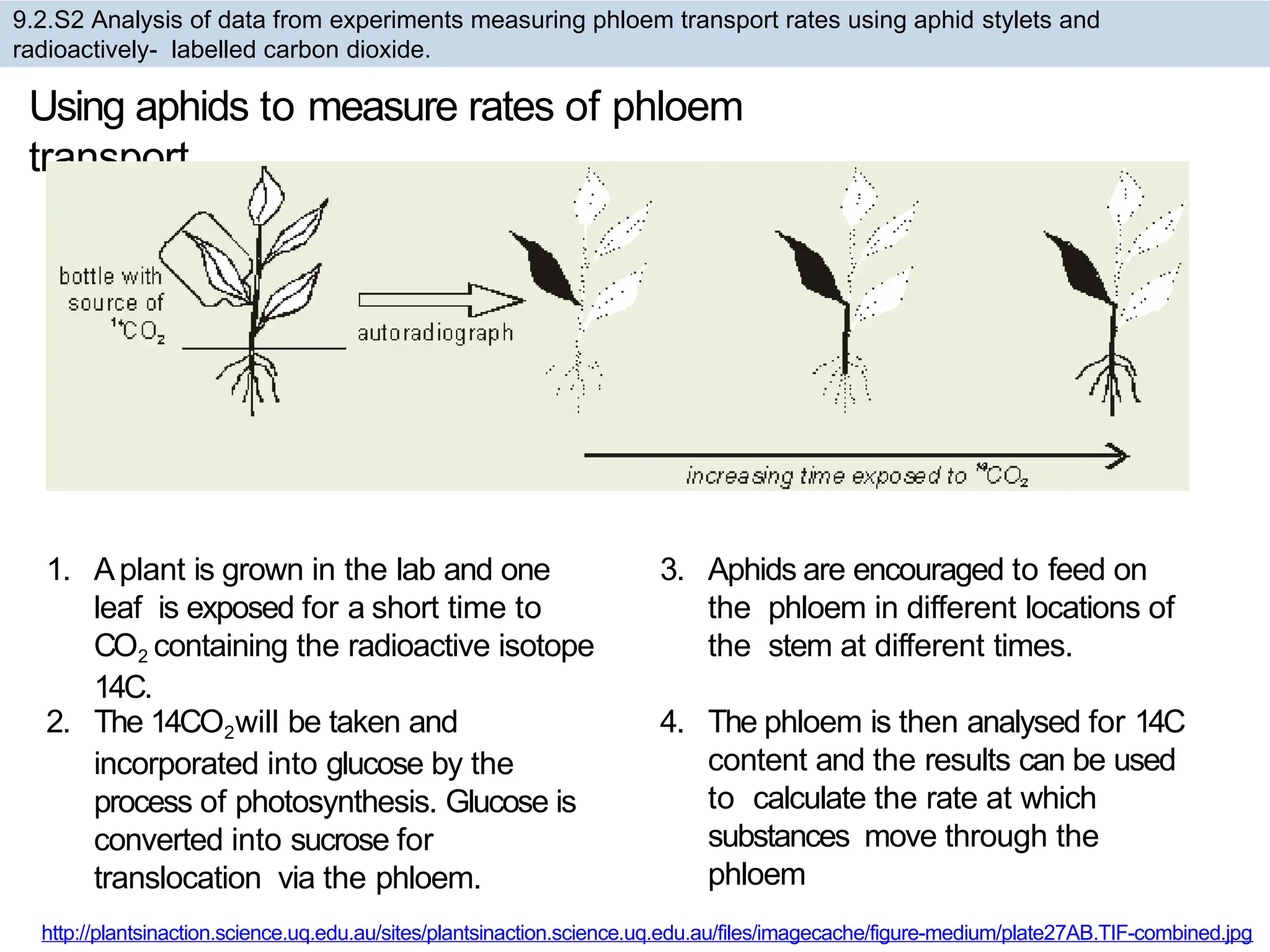 Ib Biology 9.2 transport in plants (phloem and xylem) | PPTX ...