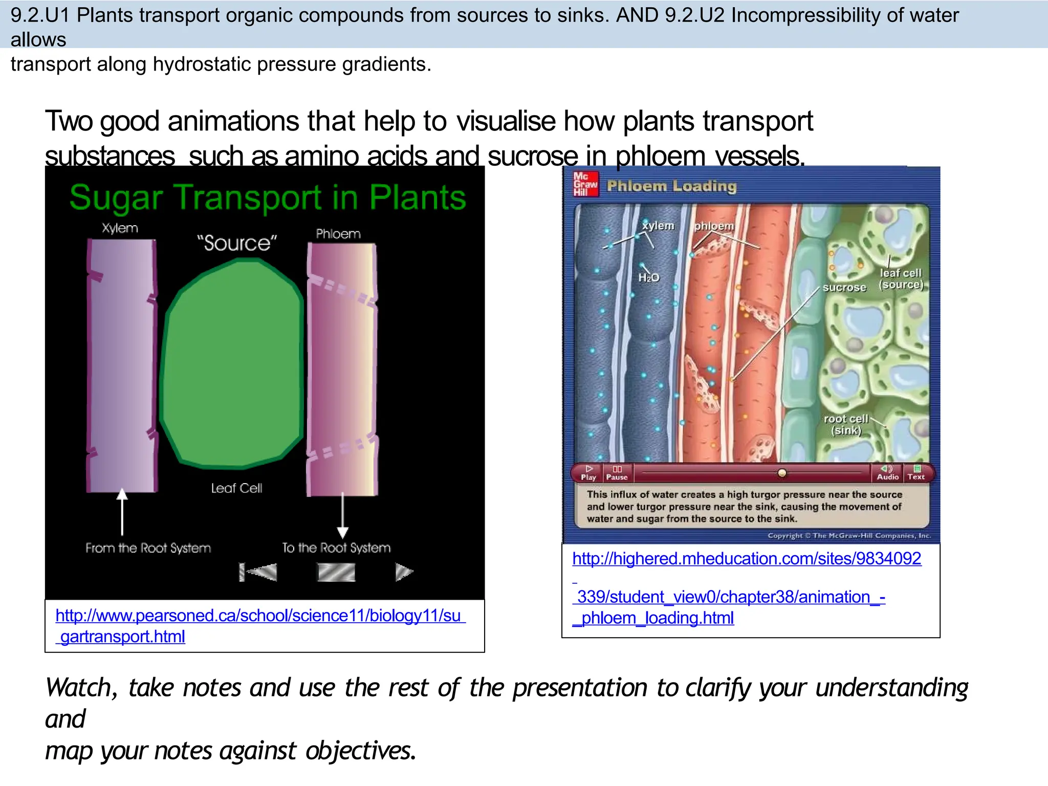 Ib Biology 9.2 transport in plants (phloem and xylem) | PPTX