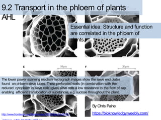 Ib Biology 9.2 transport in plants (phloem and xylem) | PPTX ...