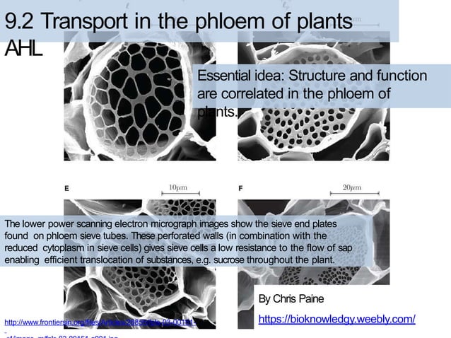 Ib Biology 9.2 transport in plants (phloem and xylem) | PPTX ...