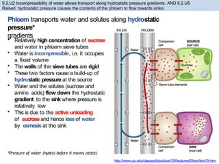 Ib Biology 9.2 transport in plants (phloem and xylem) | PPTX