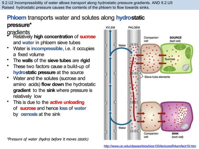 Ib Biology 9.2 transport in plants (phloem and xylem) | PPTX ...