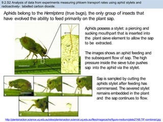 Ib Biology 9.2 transport in plants (phloem and xylem) | PPTX