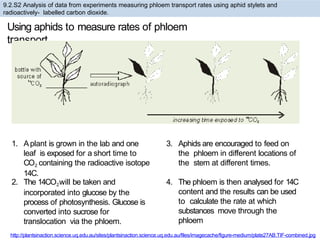 Ib Biology 9.2 transport in plants (phloem and xylem) | PPTX