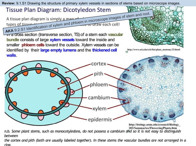 Ib Biology 9.2 transport in plants (phloem and xylem) | PPTX ...