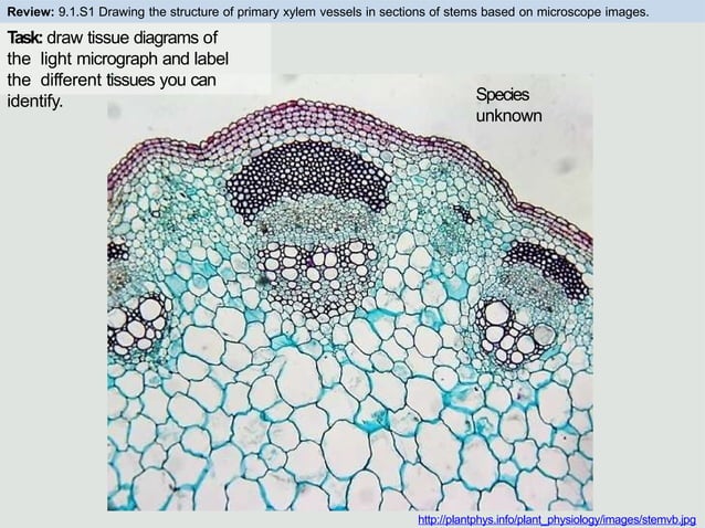 Ib Biology 9.2 transport in plants (phloem and xylem) | PPTX ...