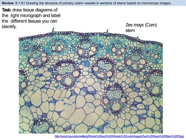Ib Biology 9.2 transport in plants (phloem and xylem) | PPTX ...