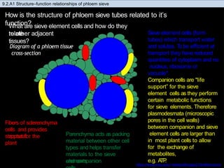 Ib Biology 9.2 transport in plants (phloem and xylem) | PPTX ...