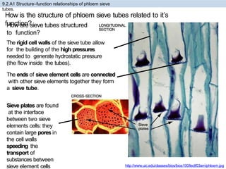 Ib Biology 9.2 transport in plants (phloem and xylem) | PPTX