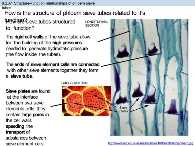 Ib Biology 9.2 transport in plants (phloem and xylem) | PPTX ...