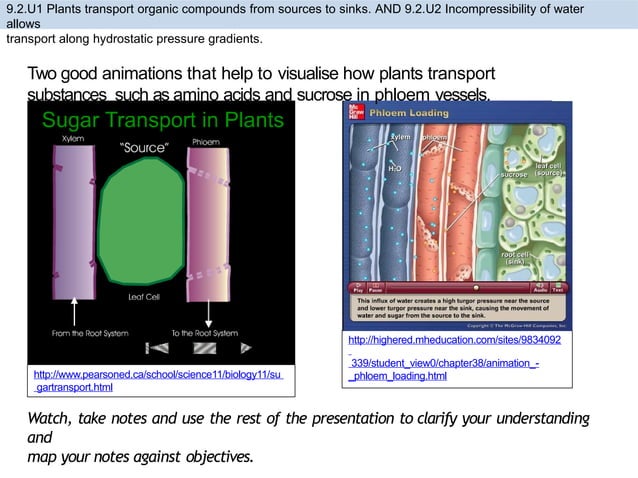 Ib Biology 9.2 transport in plants (phloem and xylem) | PPTX ...
