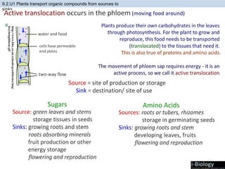 Ib Biology 9.2 transport in plants (phloem and xylem) | PPTX