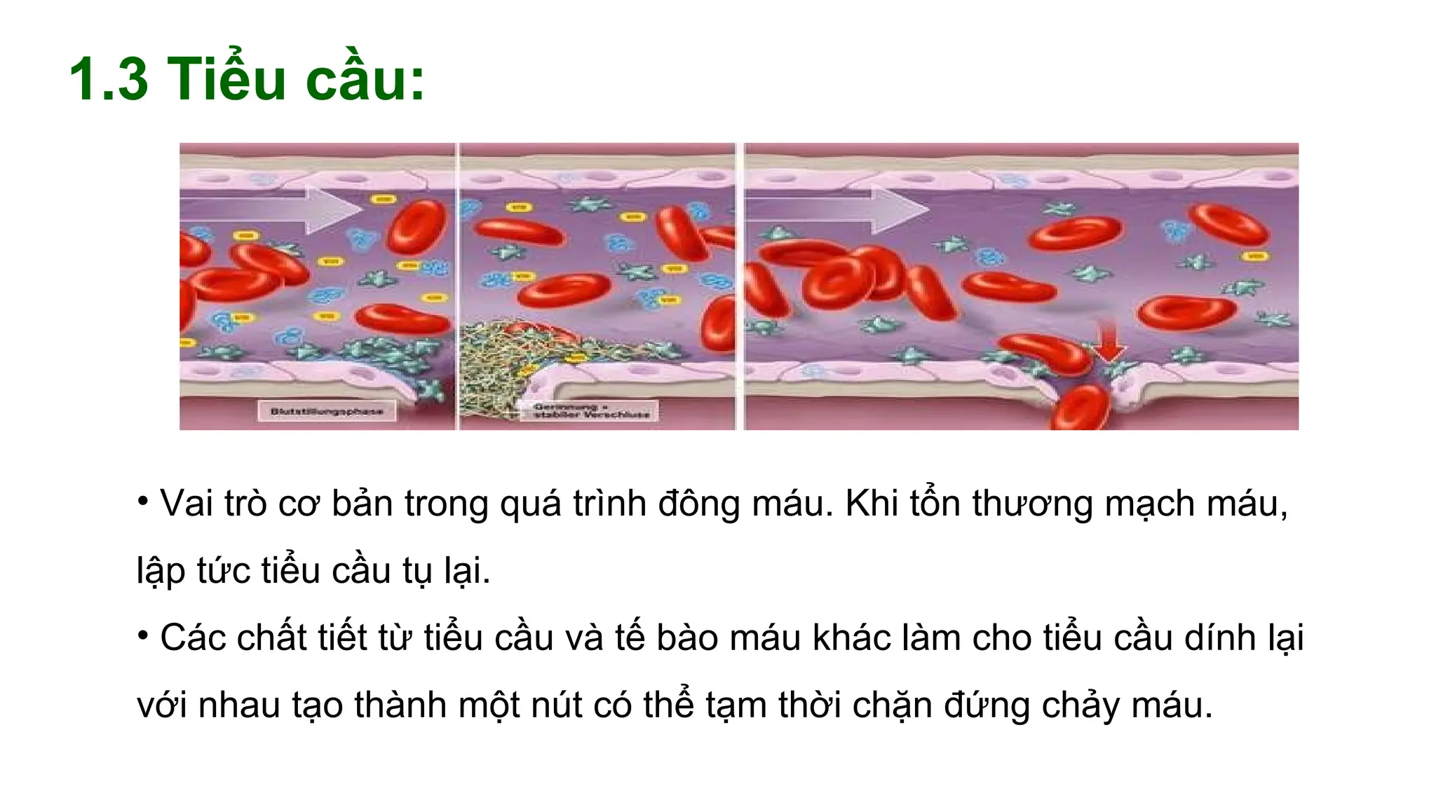 9.7_general_blood___blood-forming_organs.pptx